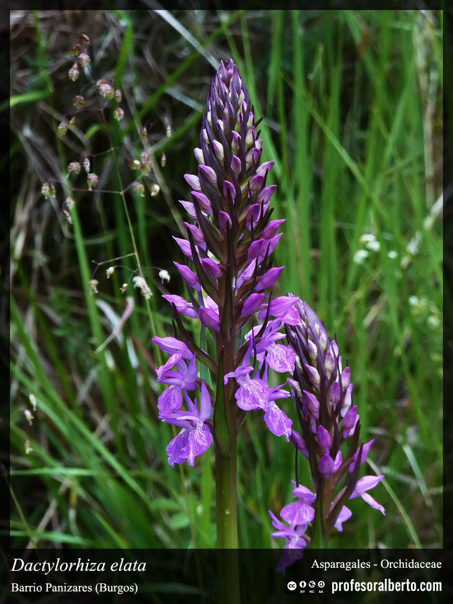 Familia Orchidaceae ← Orden Asparagales ← Clado Monocots ← Clado Angiospermae ← Reino Plantae ← ...